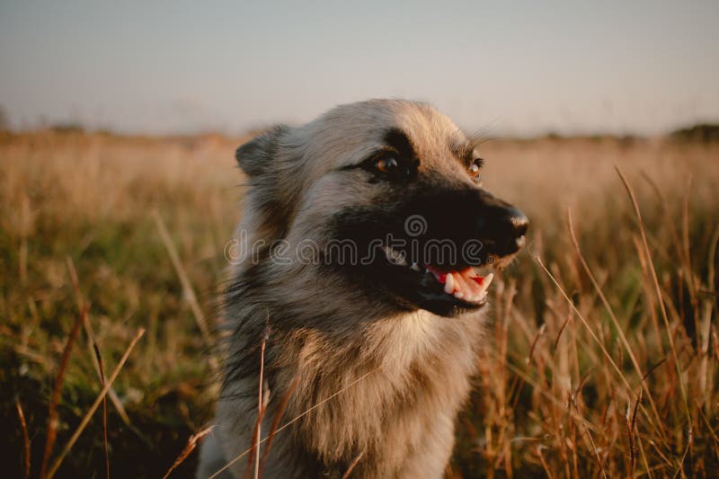 Close Up of Dog Looking Around in the Grass Field at Sunset. Stock ...