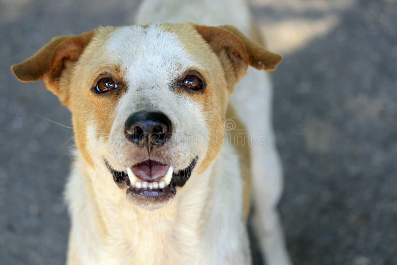Close-up of a Dog Looking at the Camera Stock Image - Image of happy ...