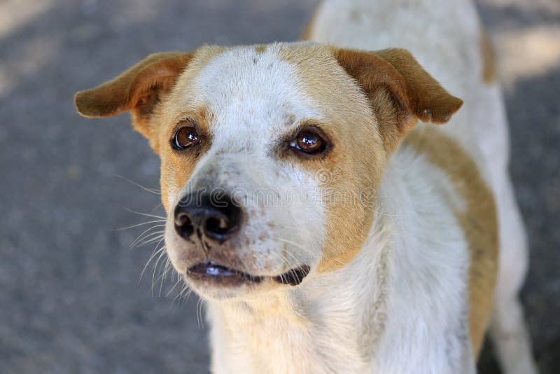 Close-up of a Dog Looking at the Camera Stock Photo - Image of doggy ...