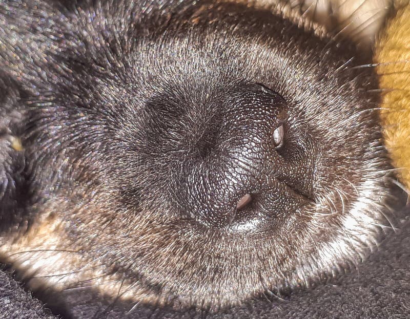Close Up of a Dog. Macro Dog Nose Detail Stock Photo - Image of pets ...
