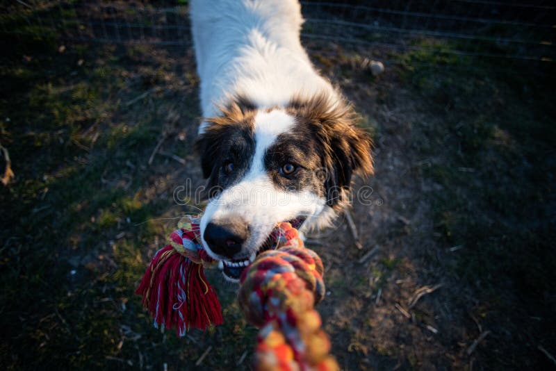Close Up Dog Portrait Playing with Rope Stock Photo - Image of small ...