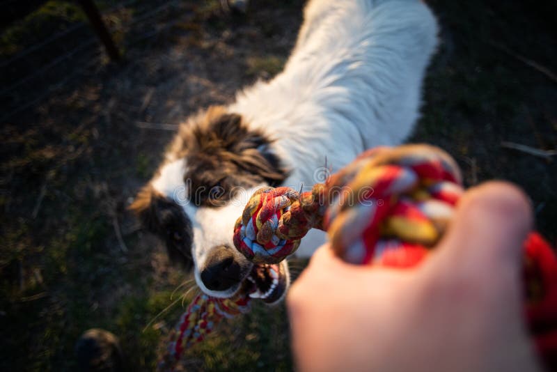 Close Up Dog Portrait Playing with Rope Stock Image - Image of funny ...