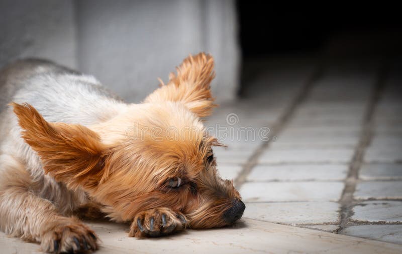 Close-up dog resting stock image. Image of paws, relaxing - 163012205