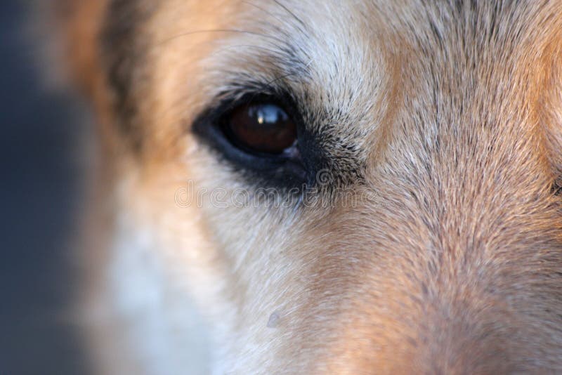 Close-up of a dog s eye stock image. Image of side, looks - 4395443