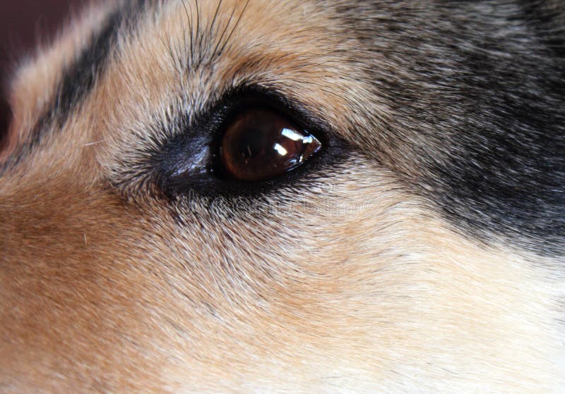 Close-up of a dog`s eye stock photo. Image of mammal - 170820756