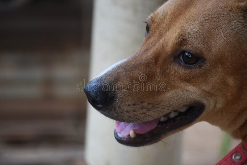 A close-up of a dog s face stock image. Image of close - 279635801