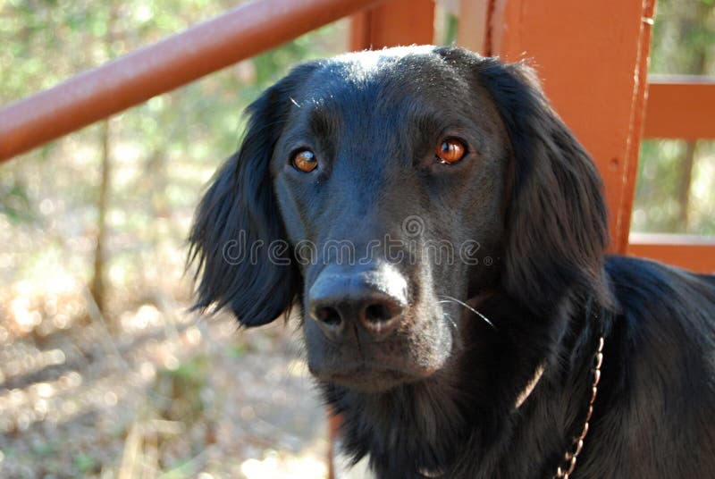 The Head of a Dog Breed Flat Coated Retriever Stock Image - Image of ...