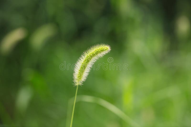 Close-up of a Dog`s Tail Grass Stock Image - Image of tail, summer ...