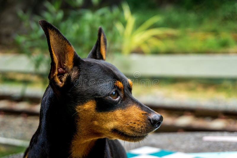 Close-up of a Doberman stock photo. Image of powerful - 12152400