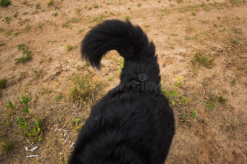 Close Up of Dog Tail, Bernese Mountain Dog Stock Image - Image of ...