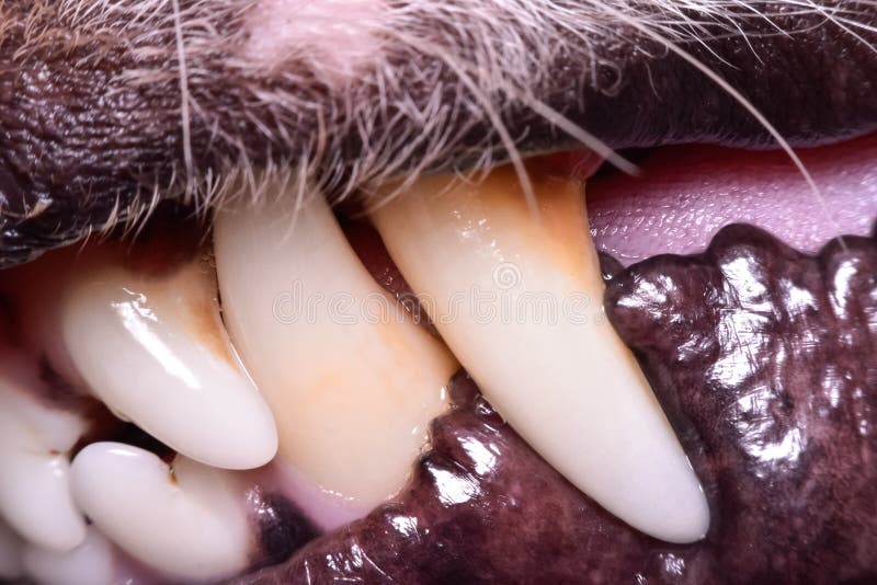 29,077 Dog Teeth Photos - Free & Royalty-Free Stock Photos from Dreamstime