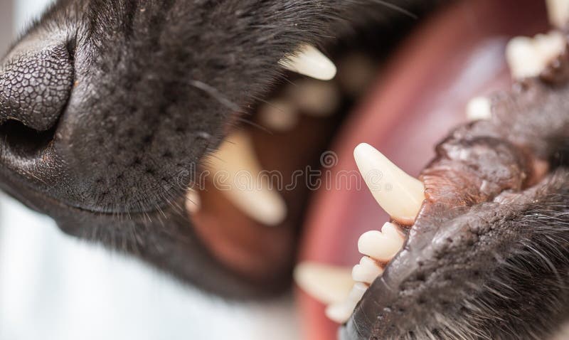 Close Up of the Dog Teeth, Denture, Macro Concept Stock Photo - Image ...