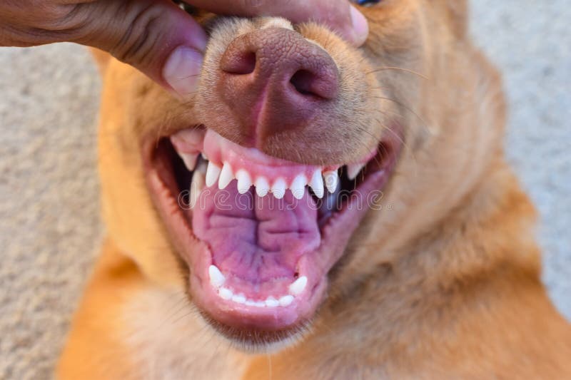 Close-up of a Dog Teeth Inside the Dog S Mouth Stock Photo - Image of ...