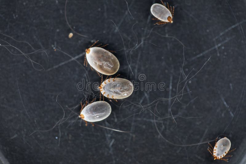 Dog or Cat Flea Under Real Magnifying Glass Over White Stock Image ...