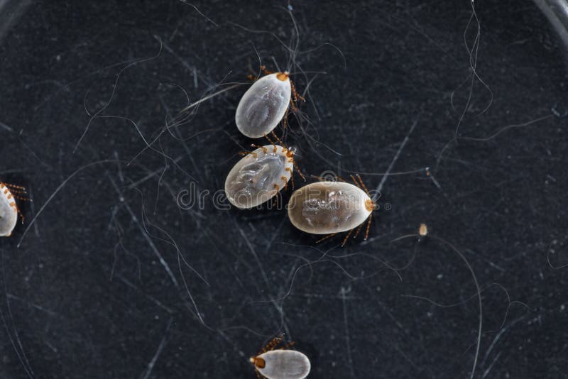 Dog Ticks and Flea Under Microscope for Study in Laboratory. Stock ...