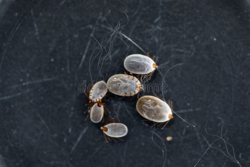 Dog or Cat Flea Under Real Magnifying Glass Over White Stock Image ...