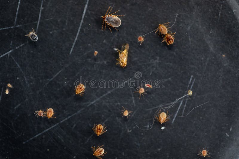 Dog or Cat Flea Under Real Magnifying Glass Over White Stock Image ...