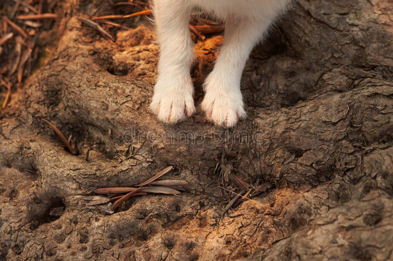 Close-up of a Dog White Paws on a Rugged Tree Root, Symbolizing Stock ...