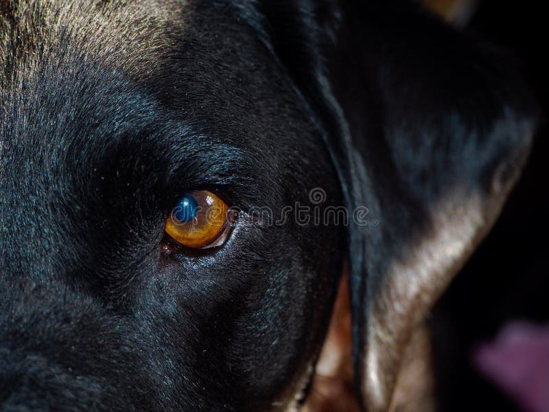Labrador stock photo. Image of animals, labrador, close - 101404256