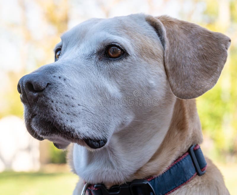 Close Up of a Dogs Face, Side View Stock Photo - Image of whiskers ...