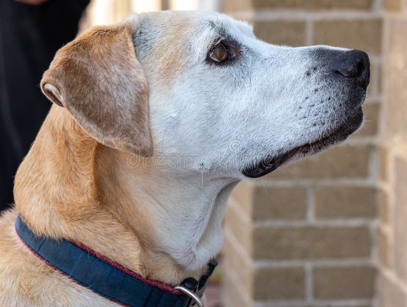 Close Up of a Dogs Face, Side View Stock Image - Image of snout, animal ...