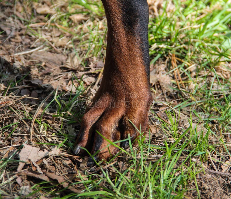 The close up of dogs paw. stock photo. Image of black - 118613764