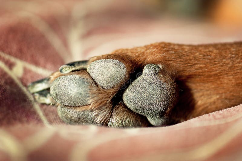 Close up of dogs paw stock photo. Image of resting, puppy - 196897990