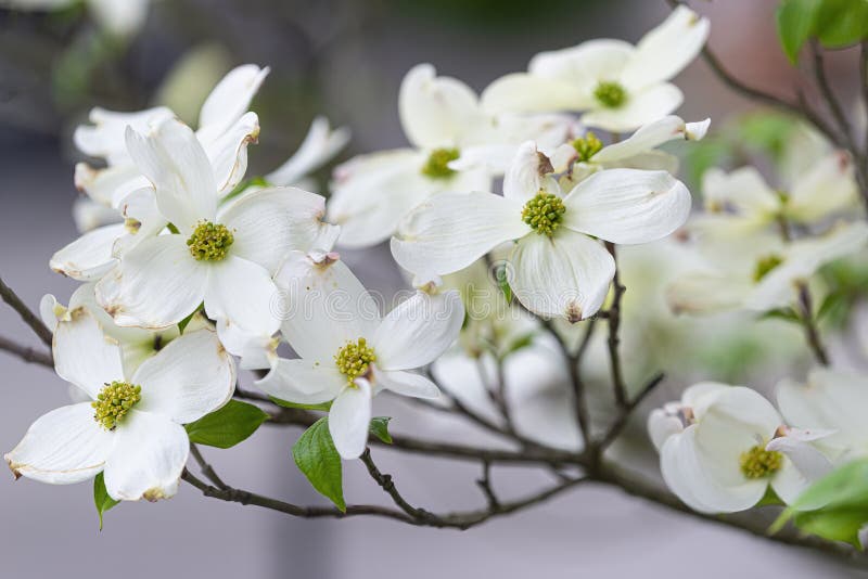 Close-up of a Dogwood Branch in Spring Stock Photo - Image of spring ...