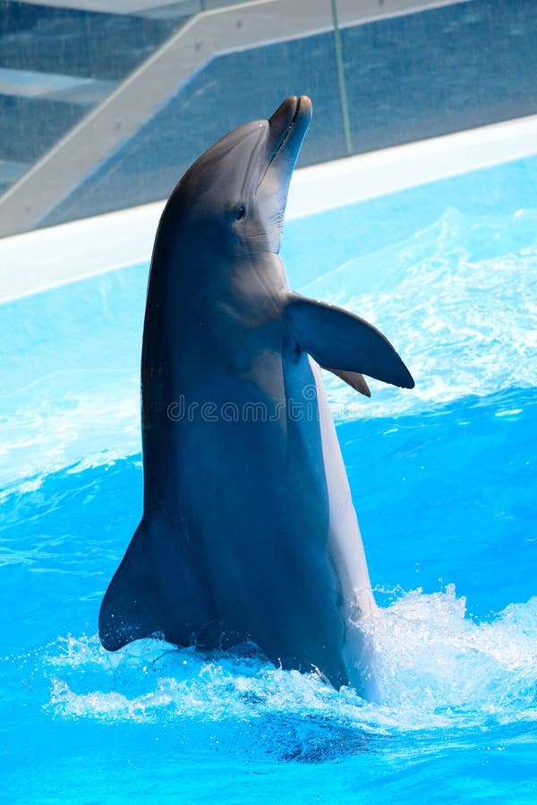 Dolphin show stock photo. Image of outside, doplhin - 126774350