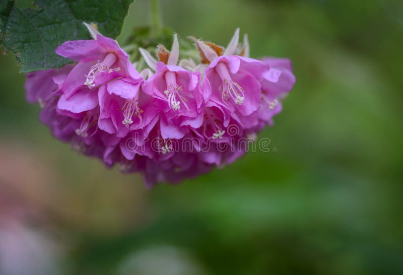 Dombeya wallichii Benth stock photo. Image of horticultural - 111490446
