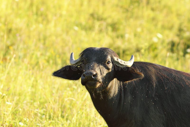 Close-up of Domestic Buffalo Stock Photo - Image of bubalis, cattle ...