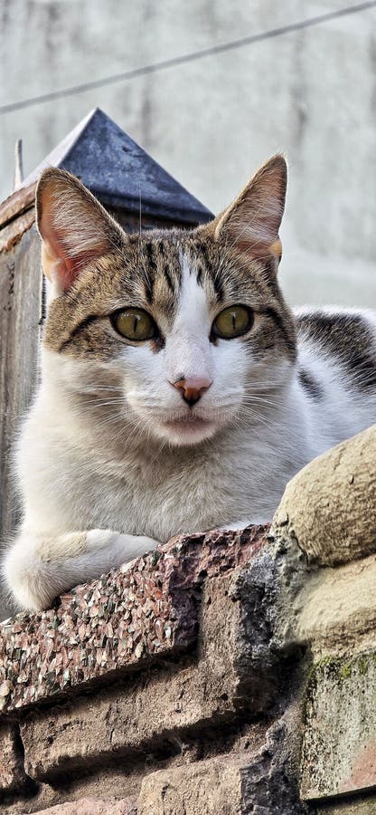 Close-up of a Tabby Cat on a Brick Wall Stock Photo - Image of feline ...