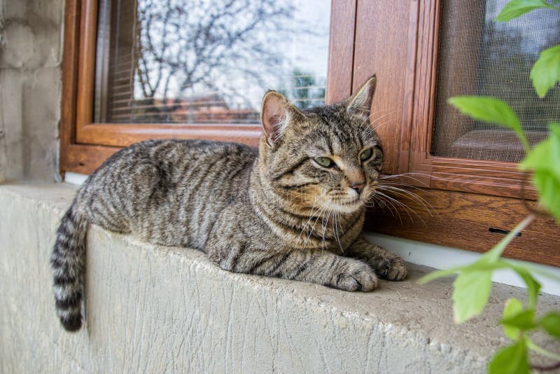 Close Up of Domestic Short-haired Tabby Tomcat Lying on Window of the ...