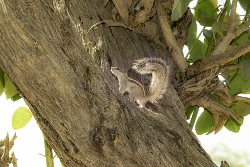 Close-up of a Domestic Squirrel Climbing a Tree Stock Image - Image of ...