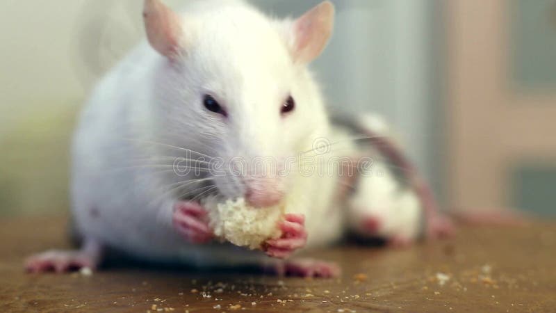 Close-up of Domestic White Pet Rat Eating Bread. Stock Video - Video of ...