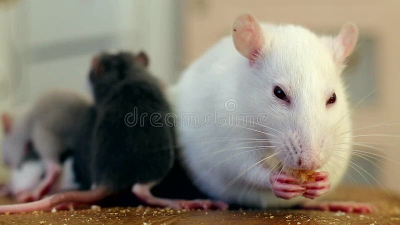 Close-up of Domestic White Pet Rat Eating Bread Stock Video - Video of ...