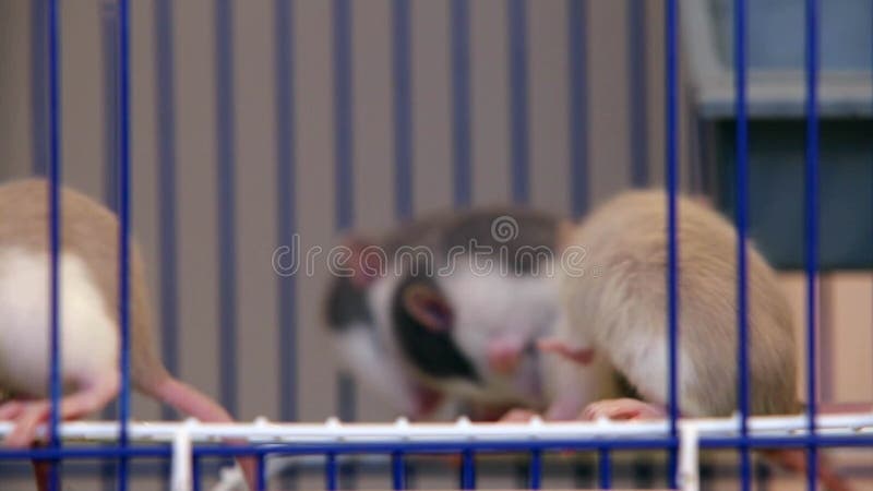 Close-up of Domestic White Pet Small Rats Warming Together Stock Video ...