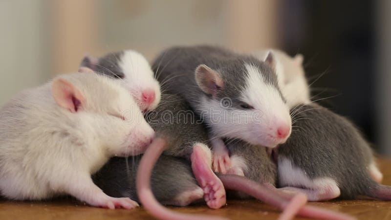Close-up of Domestic White Pet Small Rats Warming Together. Stock Video ...