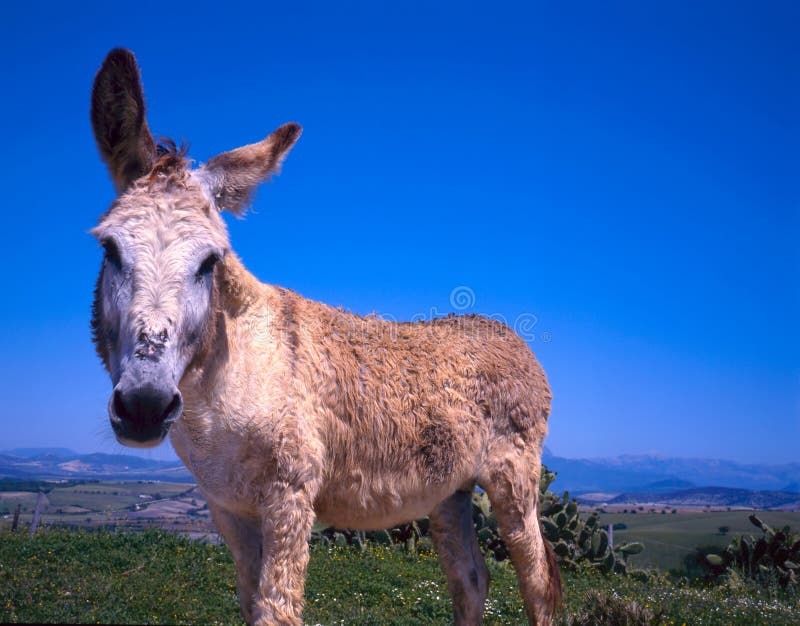 Close up of donkey stock image. Image of looking, dark - 12013843