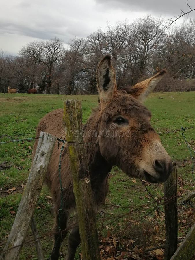Close Up of a Donkey on a Field Stock Photo - Image of breed, meadow ...