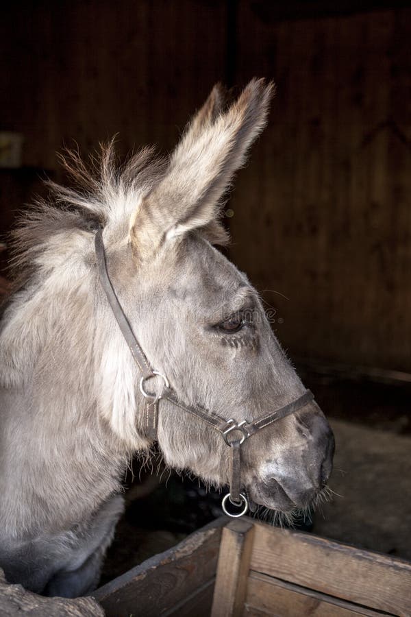 Close-up Donkey Muzzle on a Farm in a Stall Stock Image - Image of ...