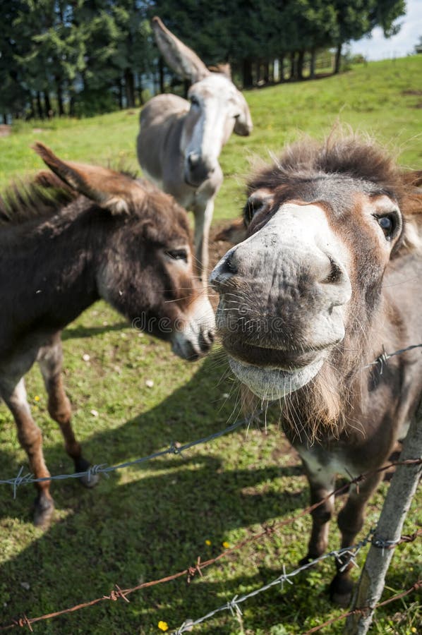 176 Laughing Donkey Photos - Free & Royalty-Free Stock Photos from ...