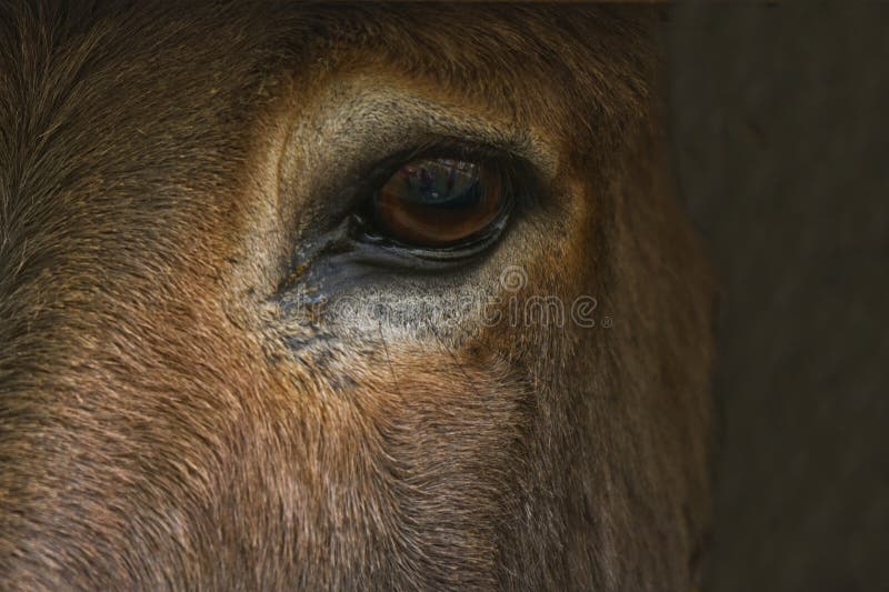 Close up of donkey`s eye stock image. Image of animal - 258137649