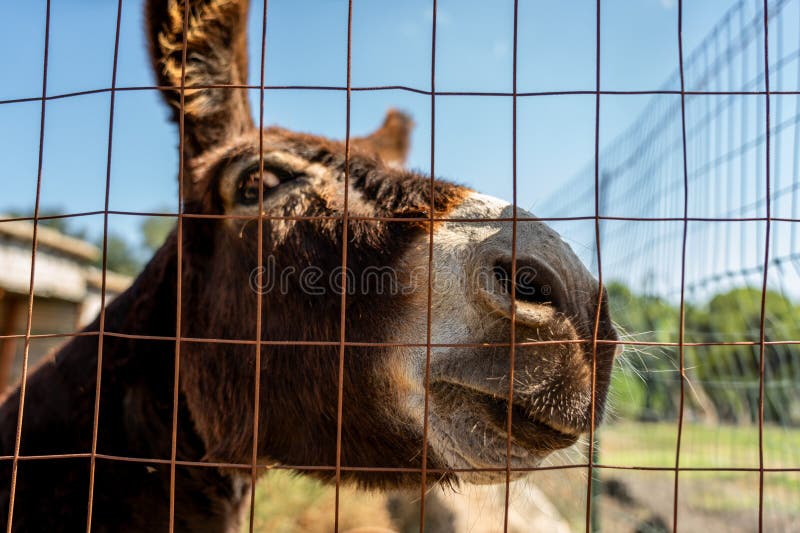 Close-up of a Donkey S Snout Looking with a Funny Expression Stock ...