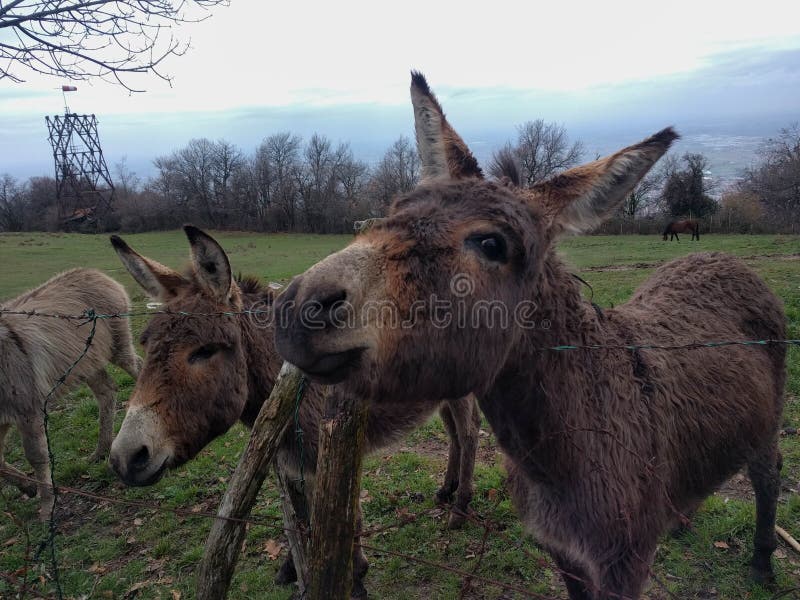 Donkeys on the field stock image. Image of herd, nature - 100749319
