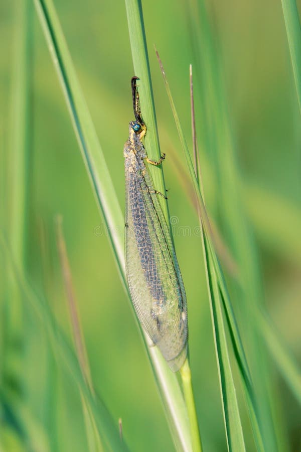 Doodlebug imago stock image. Image of animal, leaf, natural - 190333233