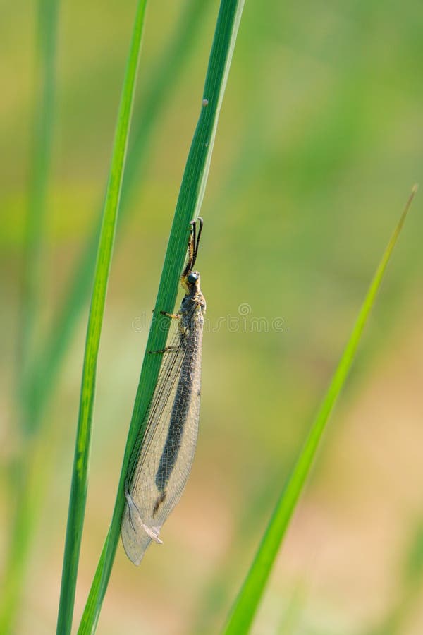 Doodlebug imago stock image. Image of leaf, wild, doodlebug - 190334535