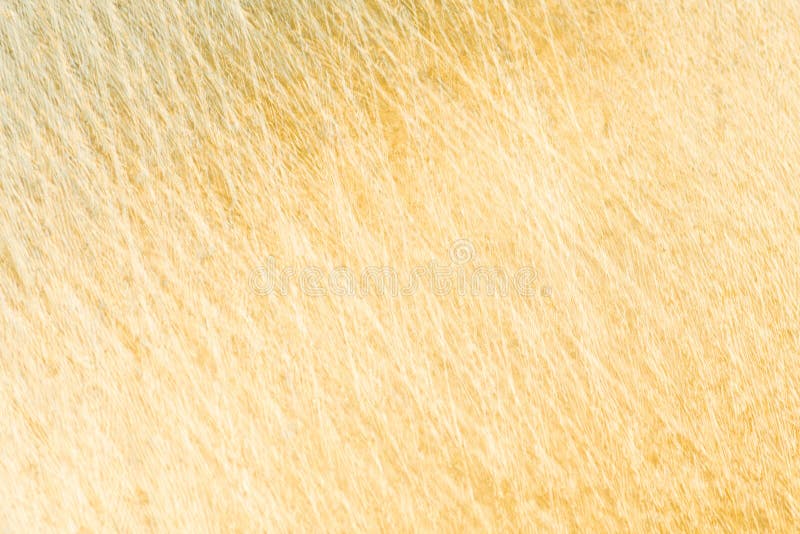 A Close Up of Door or Window Glass Embossed with a Pattern. Stock Photo ...