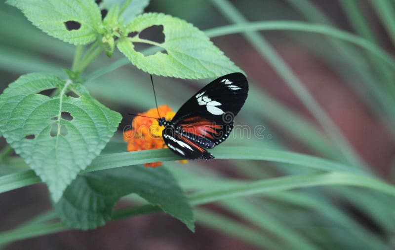 Doris Longwing Butterfly, Laparus Doris Stock Photo - Image of exotic ...