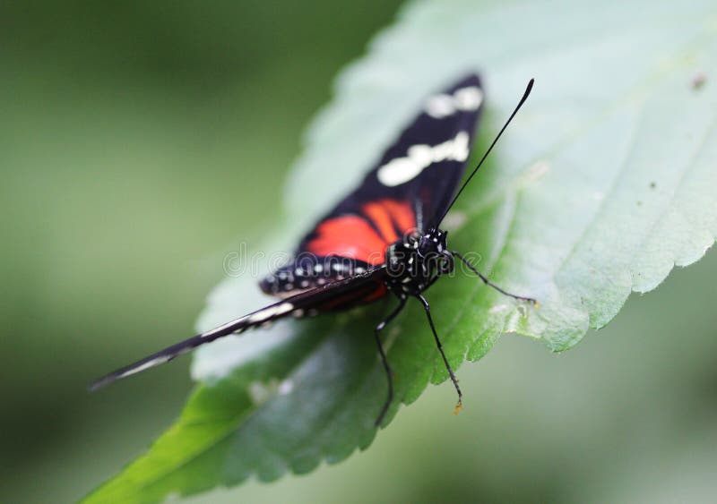 Doris Longwing Butterfly, Laparus Doris Stock Photo - Image of ...